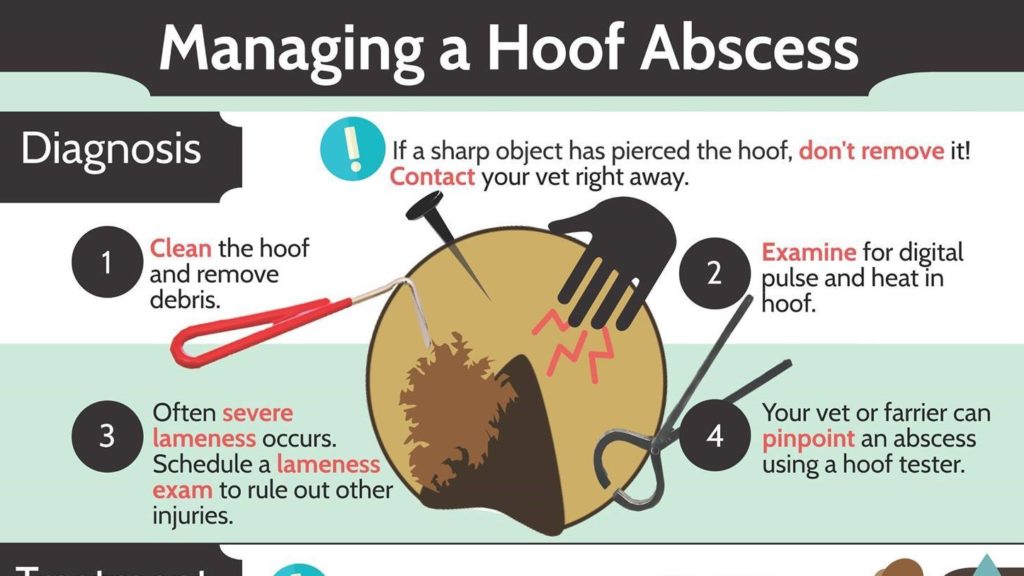 How do you manage a hoof abscess? - Oregon Horse Council