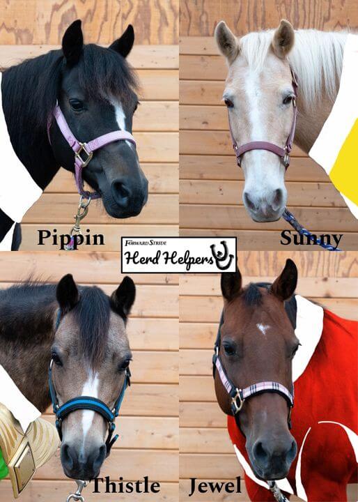 Be a Herd Helper to The Pony Rangers at Forward Stride - Oregon Horse ...