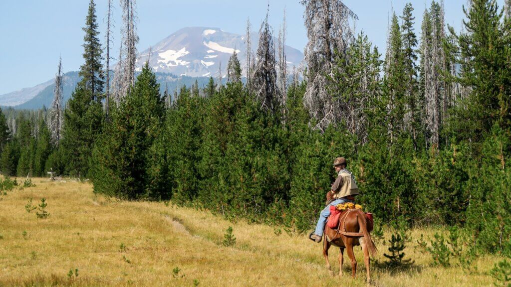 Camping With Mules (and horses!) - Virtual Clinic With Robert ...