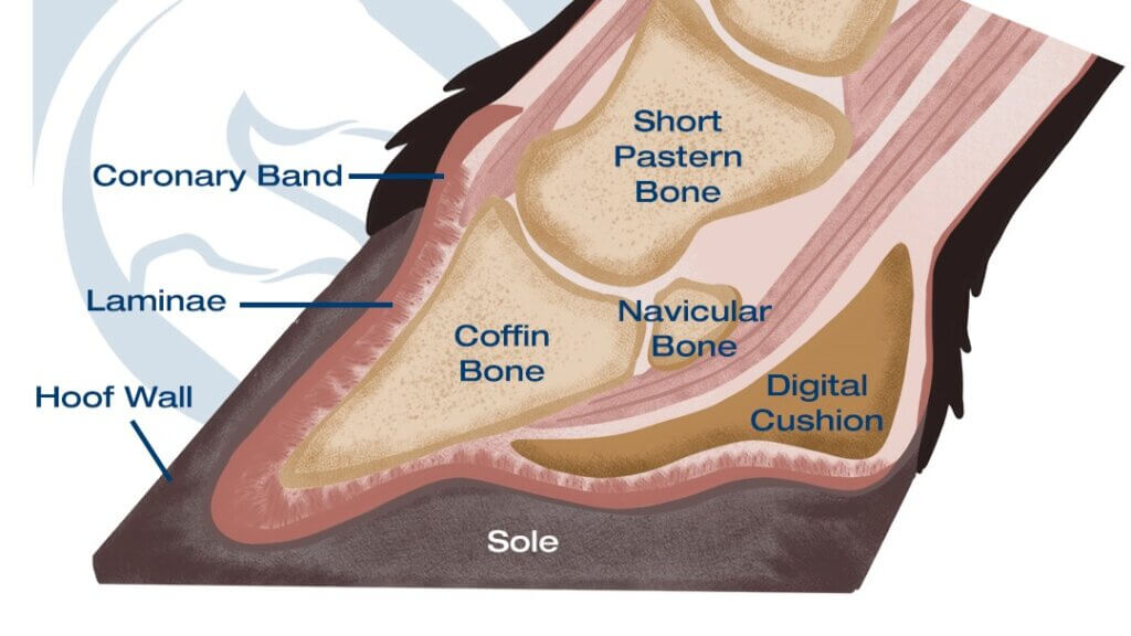 Hoof Abscesses Explained - Oregon Horse Council