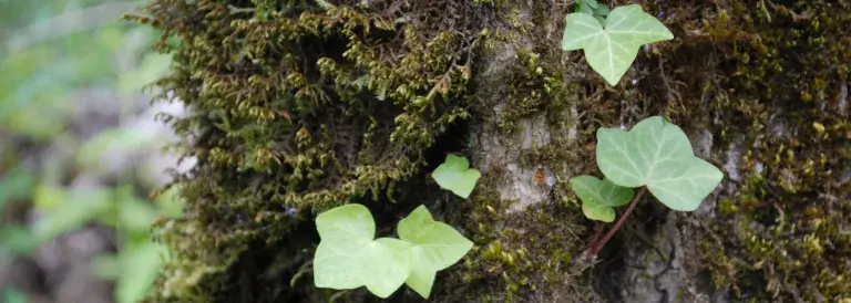 January Weed of the Month: Common Ivy - Oregon Horse Council